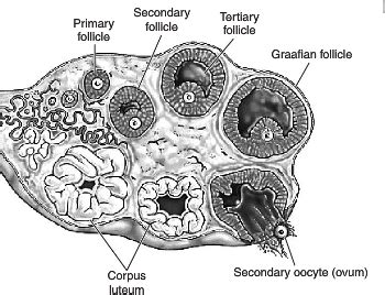 Draw A Sectional View Of Human Ovary And Label The Different Follicular