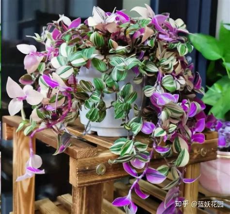 蓝妖：油画吊兰怎么养才能更旺盛？掌握这5点，轻轻松松搞定 知乎