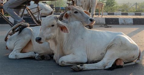 Celebrate ‘cow Hug Day On February 14 Animal Welfare Board Urges