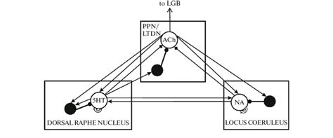 Interrelated Modulation Of The Efficacy Of Excitatory And Inhibitory