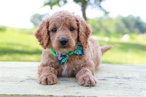 Cleaning Doodle Ears — Crockett Doodles