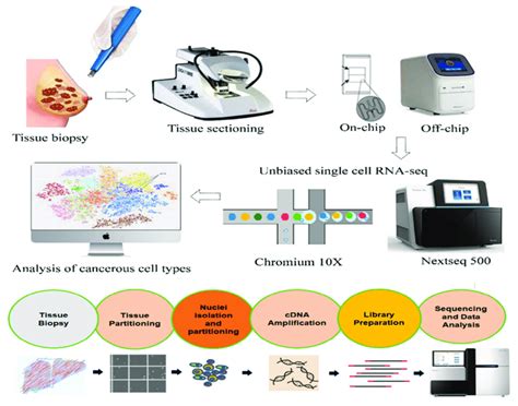 A Schematic Of Various Steps Used For The Analysis Of Biopsy Tissue Download Scientific Diagram