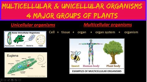 Multicellular Organisms Plants