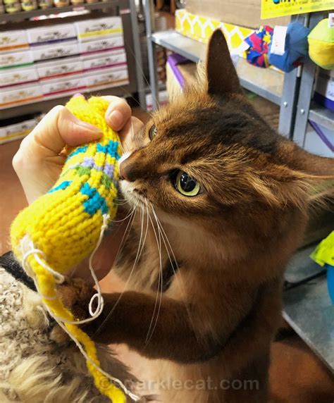 My Crazy Catnip Toy Faces Summers Fabulous Cat Life