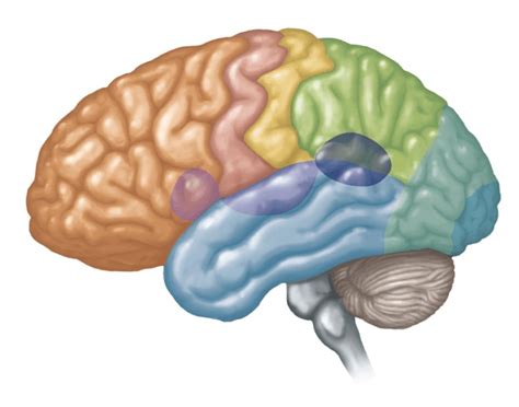 Association Areas Quiz