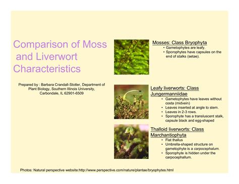 Bryophytes Mosses Characteristics