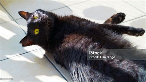 노란 눈과 귀끝을 가진 귀여운 검은 고양이가 햇빛 아래 바닥에 누워 있다 0명에 대한 스톡 사진 및 기타 이미지 0명 가정 생활 가축 Istock