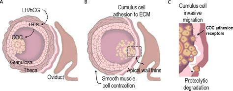 Figure 1 1 From The Role Of The Cumulus Oocyte Complex During Ovulation Semantic Scholar