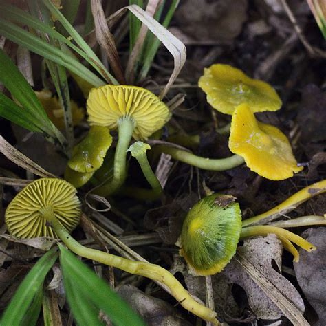 Gbif The Global Biodiversity Information Facility On Linkedin Biodiversity Data