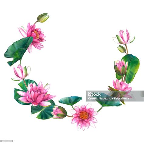 분홍색 수련 꽃 녹색 잎 및 새싹이 있는 반원형 꽃 구성 손으로 그린 수채화 식물 그림이 배경에 고립되어 있습니다 청첩장 아이콘용 템플릿 0명에 대한 스톡 벡터 아트 및