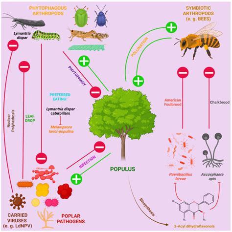 Editing Metabolism Sex And Microbiome How Can We Help Poplar Resist