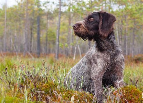Grooming A German Wirehaired Pointer