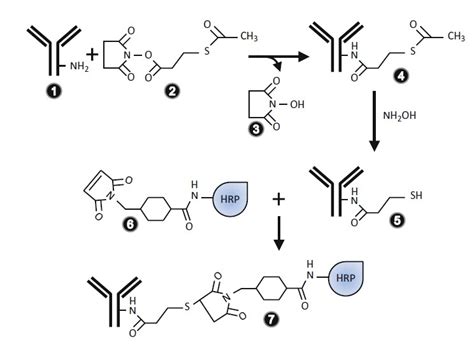 Horseradish Peroxidase Labeled Monoclonal Antibody At Andrea Rumfelt Blog