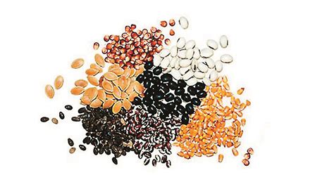 Грижи за семената преди засяването на разсадите Български Фермер