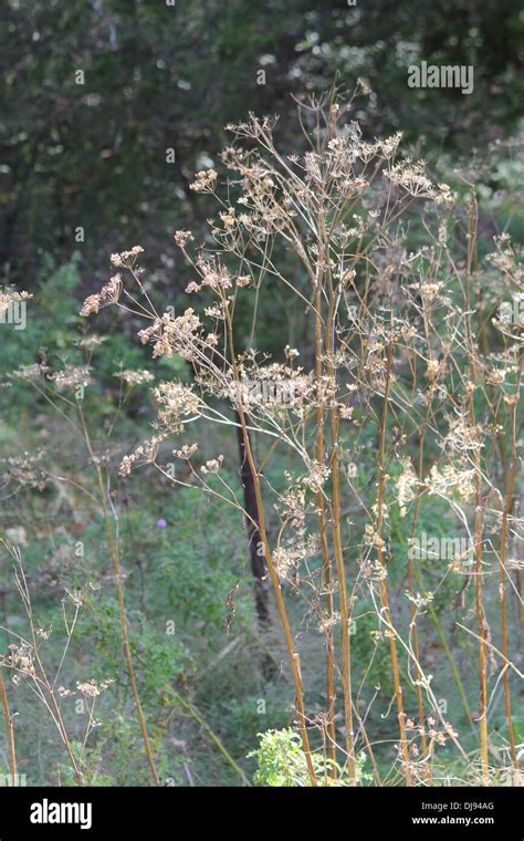 Wild Parsnip Gone To Seed It Is An Invasive Plant Poisonous And Can Cause Severe Injury To