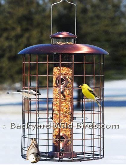 Squirrel Proof Bird Feeder On Sale Ststephen Uk