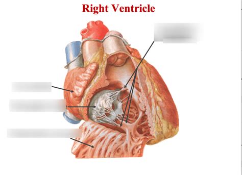 Right Ventricle Diagram Quizlet