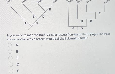 If You Were To Map The Trait Vascular Tissues On