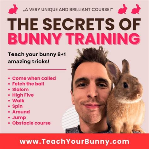 Bunny Training Teach Your Bunny To Do Amazing Tricks 😍🐰