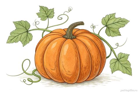 Тыква Картинка для детей ЗАГАДКА про ТЫКВУ Какому овощу ребята Названье дали лягушата