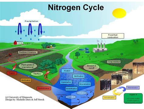 Process Of Nitrogen Cycle Diagram With The Help Of A Labeled