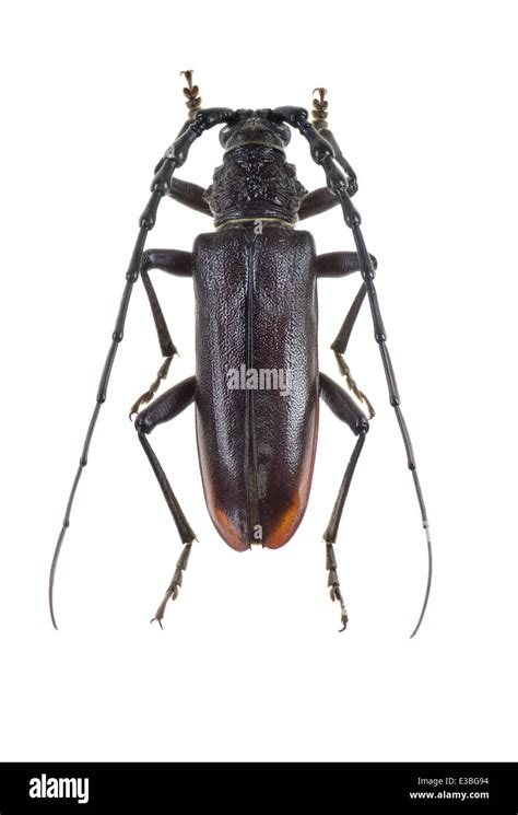 Cerambycidae