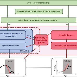 Diagram Of The Functional Relationships Linking The Allocation Of Download Scientific Diagram