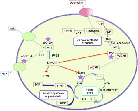 Folate Metabolism Methotrexate
