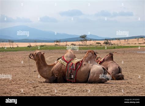 Two Bactrian Camels In Elsen Tasarkhai Nicknamed Mini Gobi Because Of A Sand Dunes That