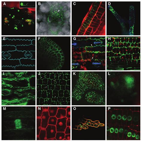 Subcellular Localization Of Natively Expressed Fp Tagged Maize