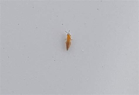 Tiny Orange Bugs That Bite May Be Thrips Whats That Bug