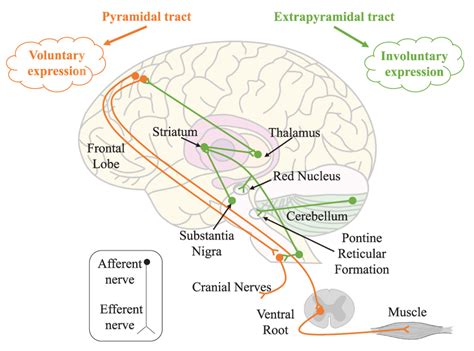 Extrapyramidal System