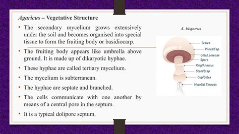 Agaricus Structure And Reproductionpptx