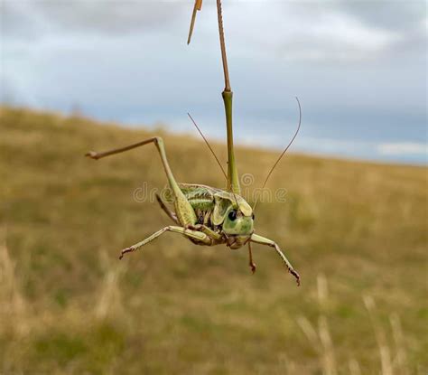 A Large Grasshopper On The Background Of A Field Stock Image Image