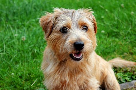 Shaggy Dog Breeds Medium