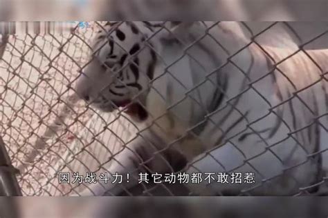 饲养员与老虎相处10年，突然一口咬住女孩，真相让人无语女孩老虎真相