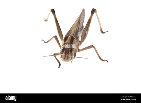Grasshopper Cut Out Stock Images And Pictures Alamy