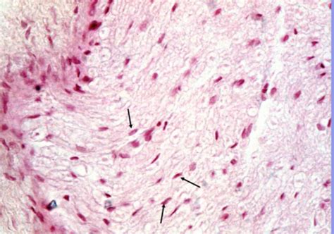 Chapter 2 Neurons And Glia Flashcards Quizlet