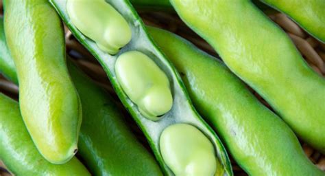 Beneo Opens New Pulse Processing Plant In Germany Nutraceuticals World