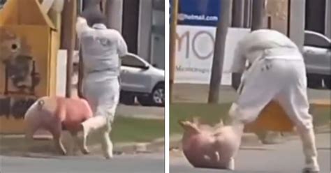 Un Empleado De Un Frigorífico Mató A Mazazos A Un Cerdo Que Se Escapó
