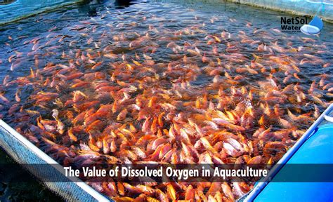 What Is The Value Of Dissolved Oxygen In Aquaculture