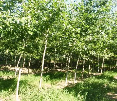 Aspen Tree Forestry Com