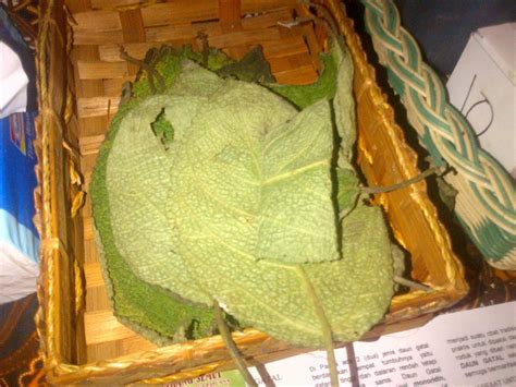 Daun Gatal Dari Papua Tak Bikin Gatal Tapi Hilangkan Pegal Halaman 1