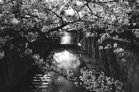 Black And White Sakura Wallpapers Wallpaper Cave