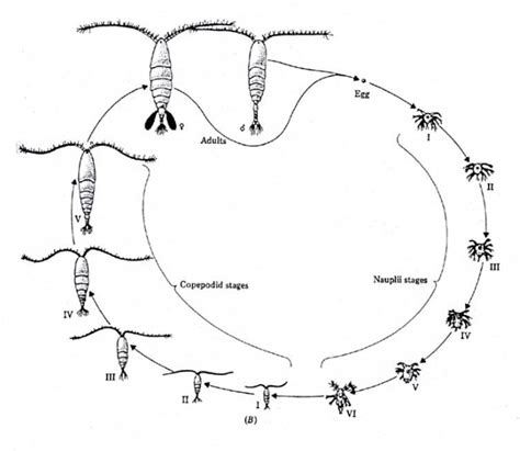 Figure 2 From The Role Of Sex Ratio On Male Reproductive Investment Of Calanoid Copepod Temora