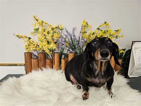 닥스훈트 초코 샴분양가격 셀커크렉스분양가격 스코티쉬폴드분양가격 스핑크스분양가격 아메리칸숏헤어분양가격 아메리칸컬분양가격 아비시니안분양가격 엑조틱분양가격 터키시앙고라분양가격