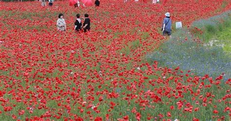 붉은 꽃양귀비와 푸른 수레국화