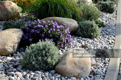 다년생 소나무와 회색 화강암 바위 뿌리 껍질과 자갈이 있는 장식용 화단은 주차장 쇼핑 센터 근처의 도시 적 분위기에서 볼 수 있습니다 관목에 대한 스톡 사진 및 기타 이미지