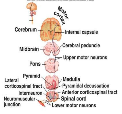 Lecture Voluntary Control Of Muscles Via Descending Motor Pathways I Corticospinal