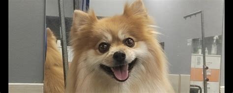 Салон для домашних животных Урай Груминг это комплекс мер по уходу за домашними животными